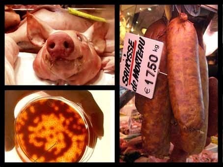 Agoras Mangeant De La Chair Humaine